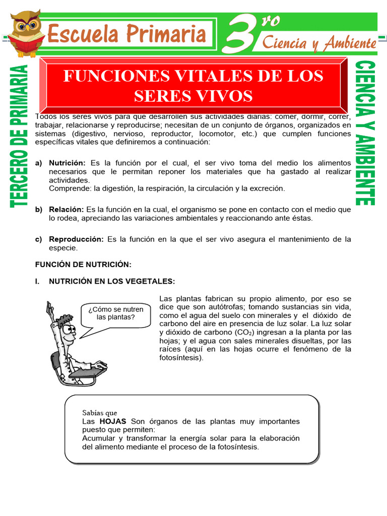 Funciones Vitales de Los Seres Vivos para Tercero de Primaria | PDF
