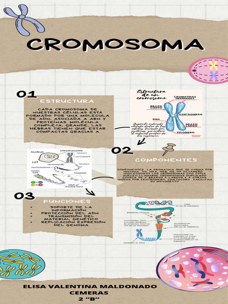 Infografia Del Cromosoma. | PDF