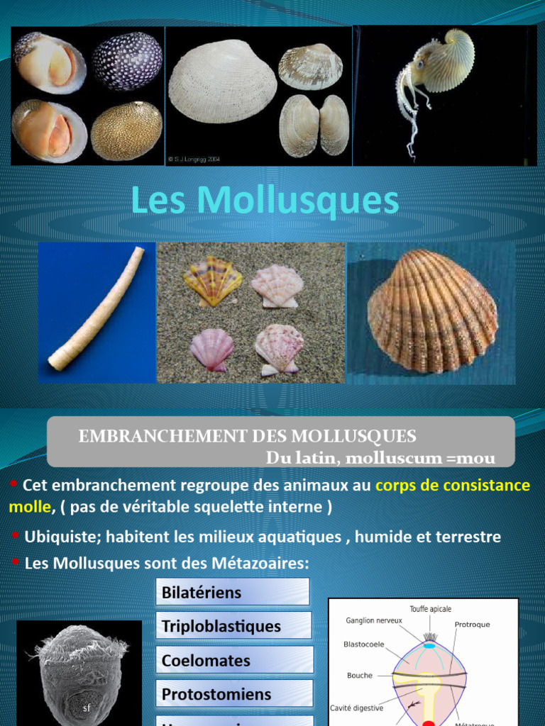 CHAPITRE 7. Les Mollusques | PDF | Mollusque | Premières apparitions du ...