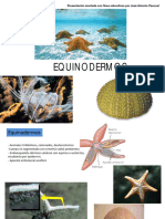 Anatomía y Fisiología de Los Peces Teleósteos | PDF | Vena | Pescado