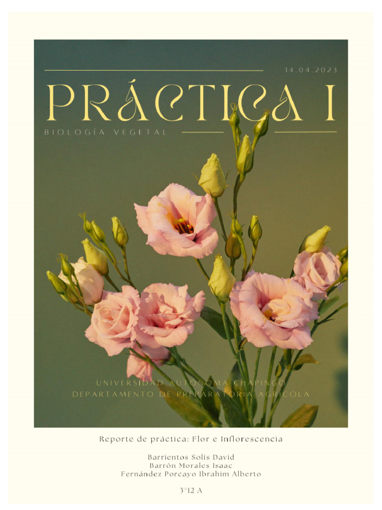 Práctica 1, Flor e Inflorescencia Equipo de Ibrahim, Isaac y David ...