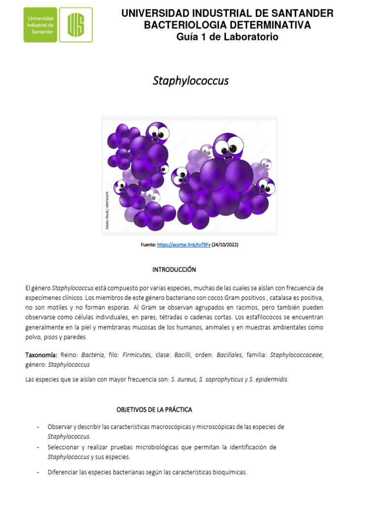 Grinconc - Guía 1 Género Staphylococcus | PDF | Staphylococcus Aureus | Las bacterias