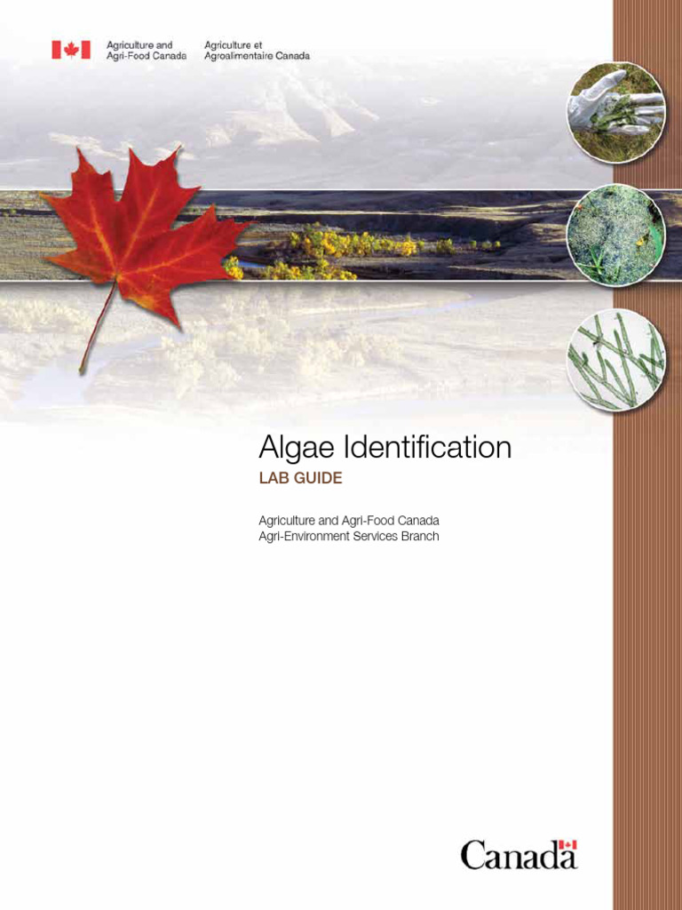 Algae Identification Lab Guide 3 | PDF | Algae | Cyanobacteria