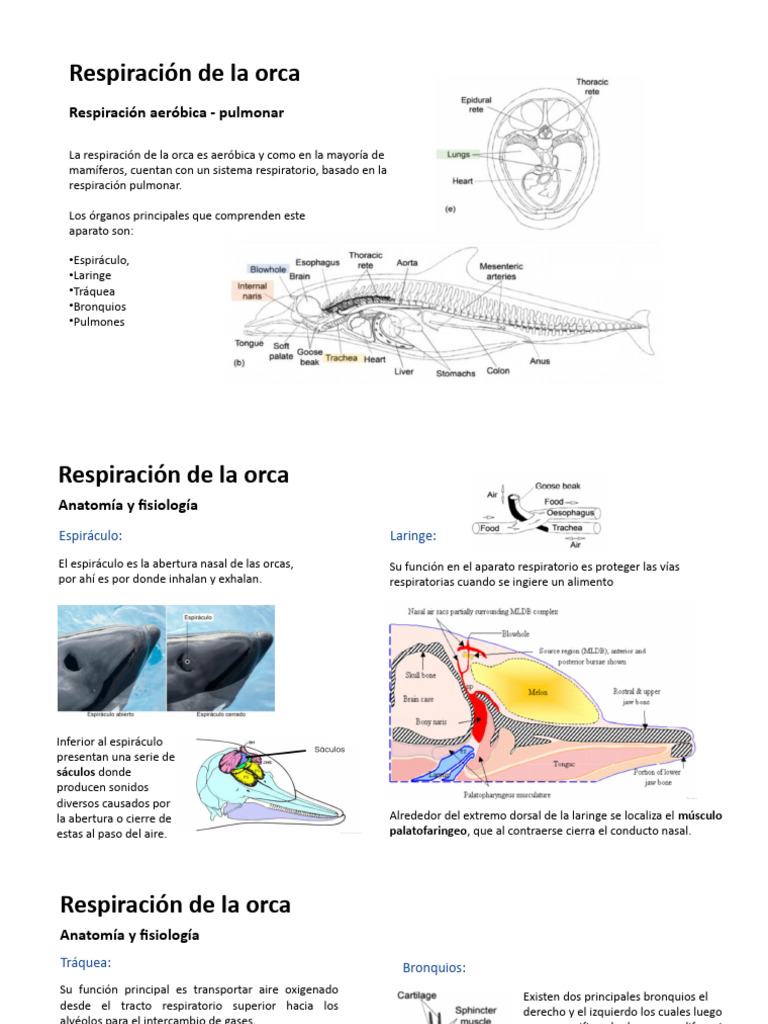 Respiración de La Orca | PDF