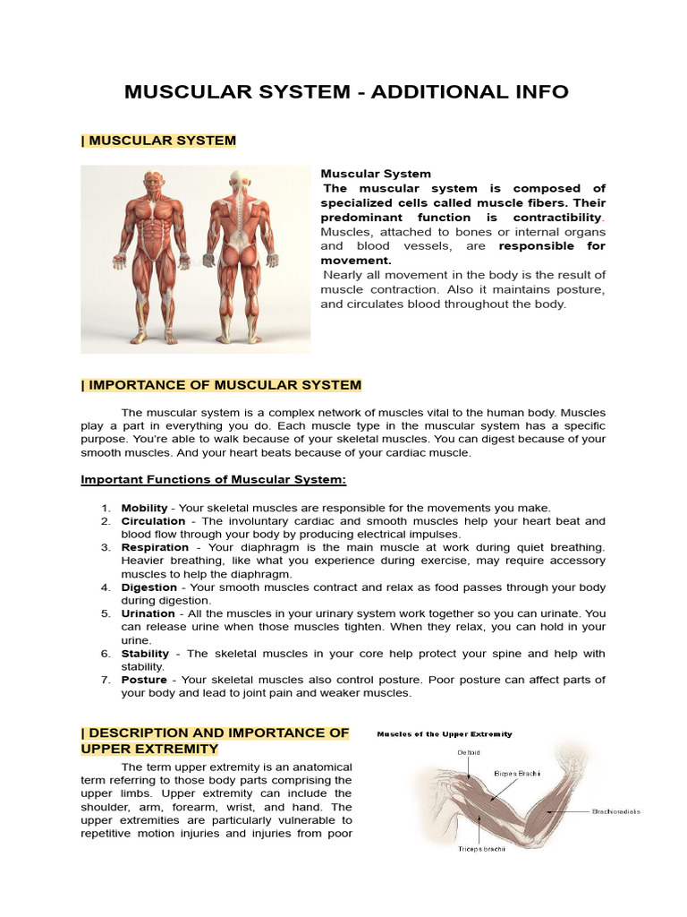 GROUP 2 - MUSCULAR SYSTEM For Checking | PDF | Self-Improvement