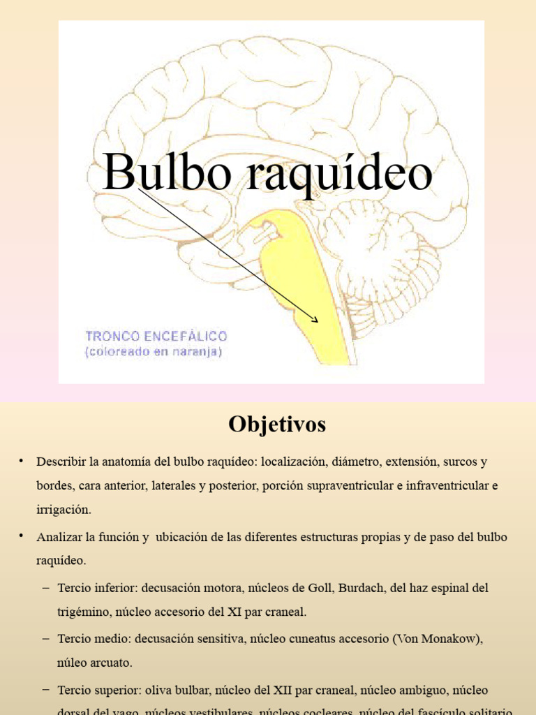 Bulbo Raquídeo | PDF | Cerebro | Anatomía humana