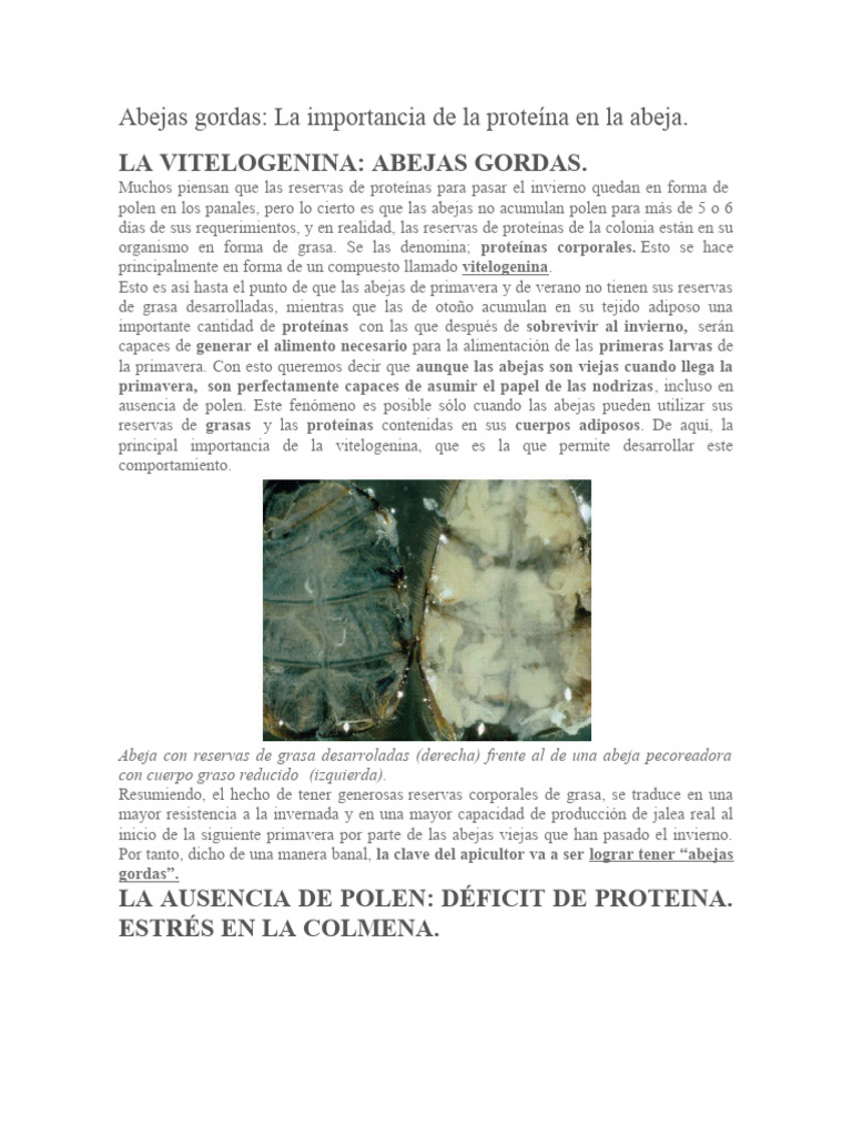Importancia de las abejas gordas en apicultura | PDF | Western Honey ...