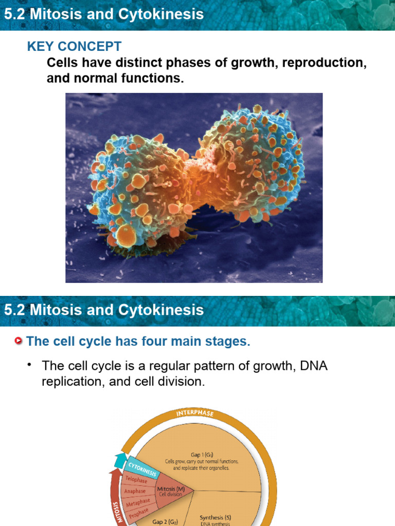 Mitosis and Cytokinesis | PDF