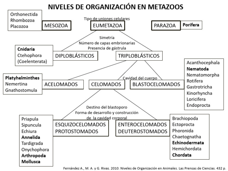 Niveles de Organización en Metazoos | PDF