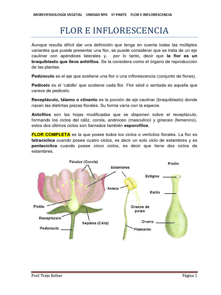 Estructura y Tipos de Flores e Inflorescencias | PDF | Flores | Ramas ...
