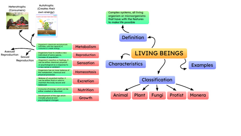 Characteristics of Living Beings | PDF | Organisms | Biology