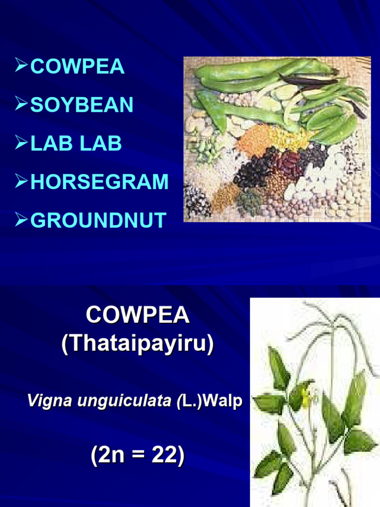 LECTURE 8-COWPEA, Soybean, Horsegram, Lab Lab | PDF | Agriculture ...