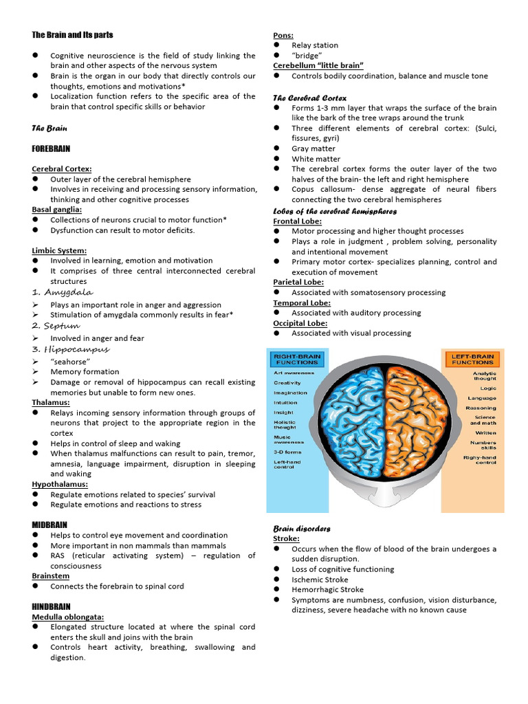 The Brain and Its Parts | PDF