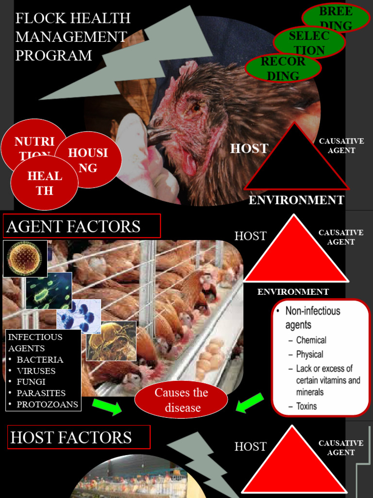 Poultry Flock Health Management | PDF | Infection | Dietary Supplements