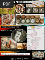 2.4 Layer Flock Management | PDF | Chicken | Poultry Farming