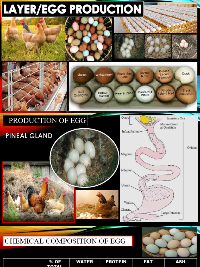 Layer Chicken Production Guide | PDF | Chicken | Birds