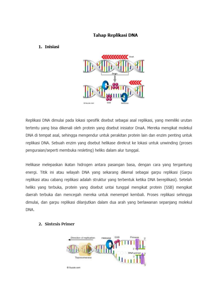 Tahap Replikasi DNA | PDF