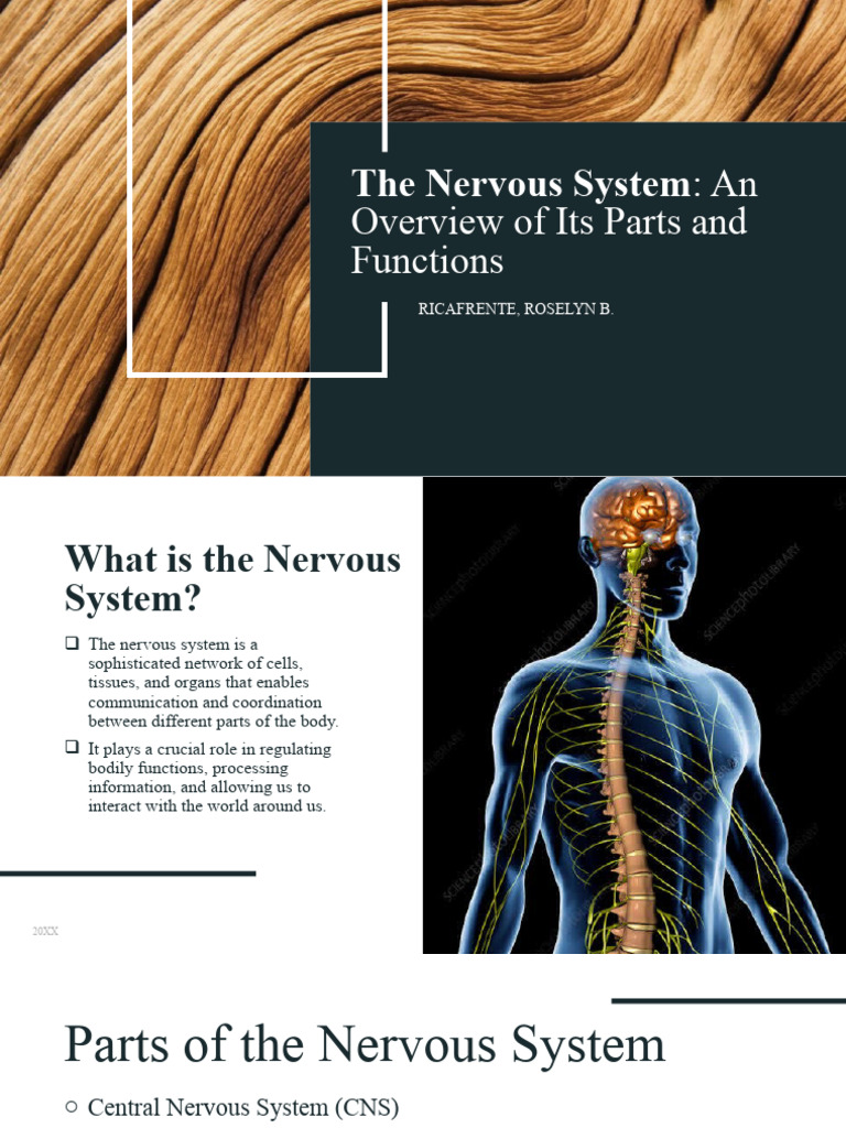 The Nervous System-Presentation | PDF | Nervous System | Central Nervous System