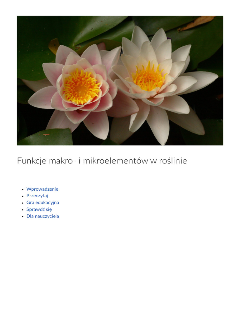 Funkcje Makro - I Mikroelementow - 1 | PDF