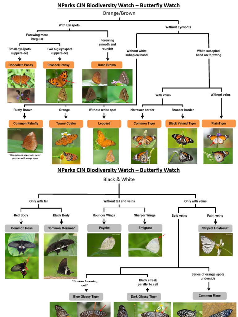 Butterfly Identification Guide UK | PDF | Butterfly | Lepidoptera