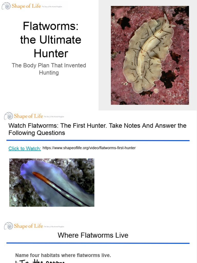 Lab 3, Flatworms | PDF