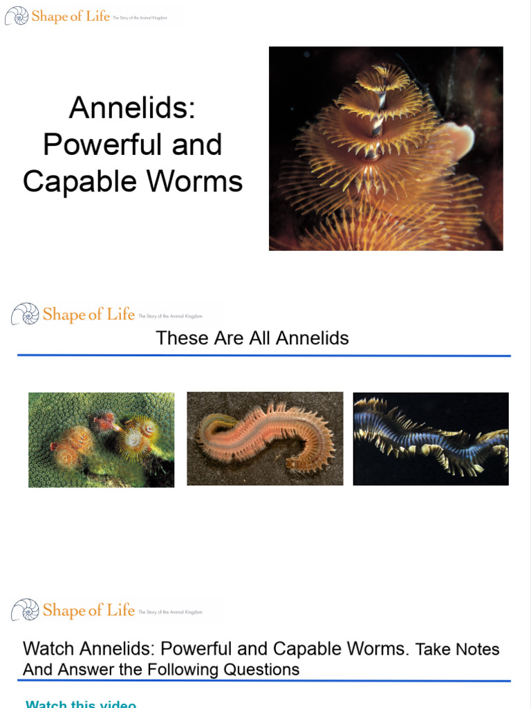 Lab - Annelids Powerful and Capable Worms | PDF | Earth Sciences