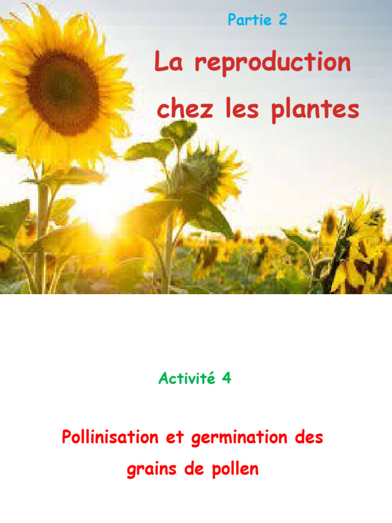Pollinisation et Germination des Plantes | PDF | Pollinisation | Pollen