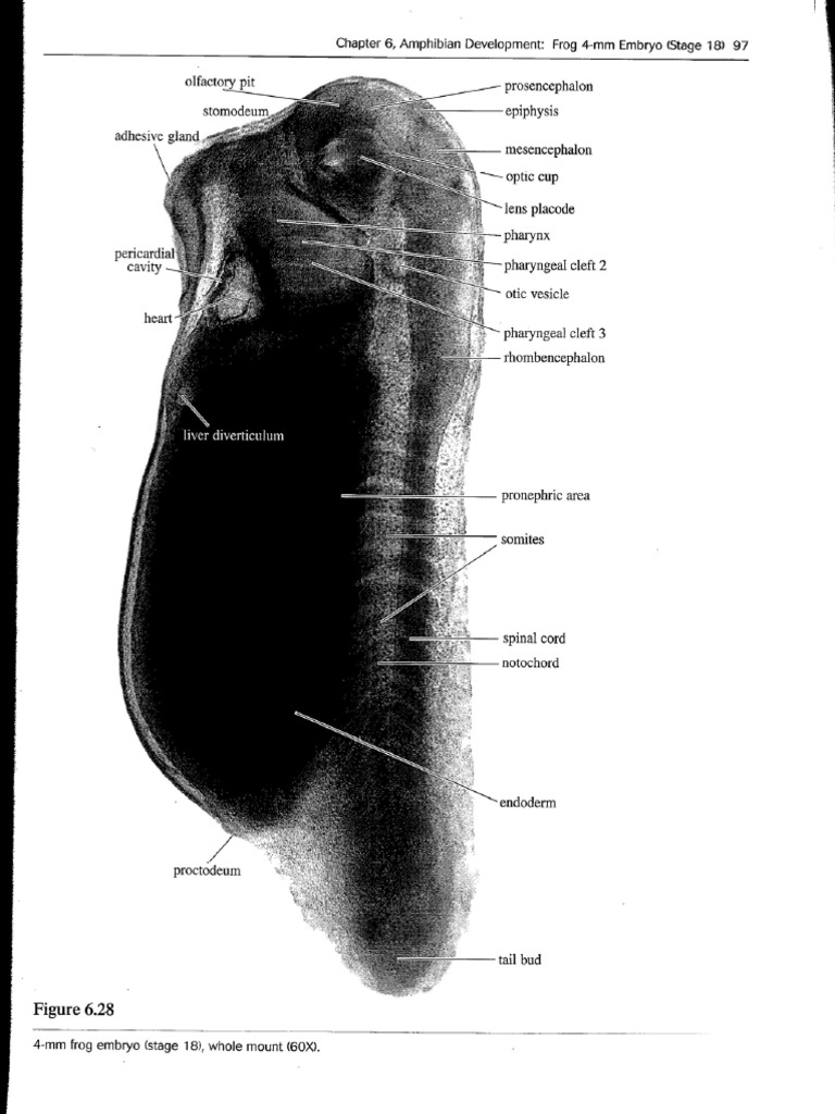 Schoenwolf 4 6 - 7 MM Frog Embryo - Nfa | PDF