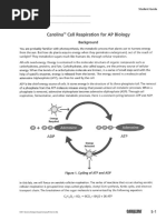 BTB Experiment: Photosynthesis & Respiration | PDF | Photosynthesis ...
