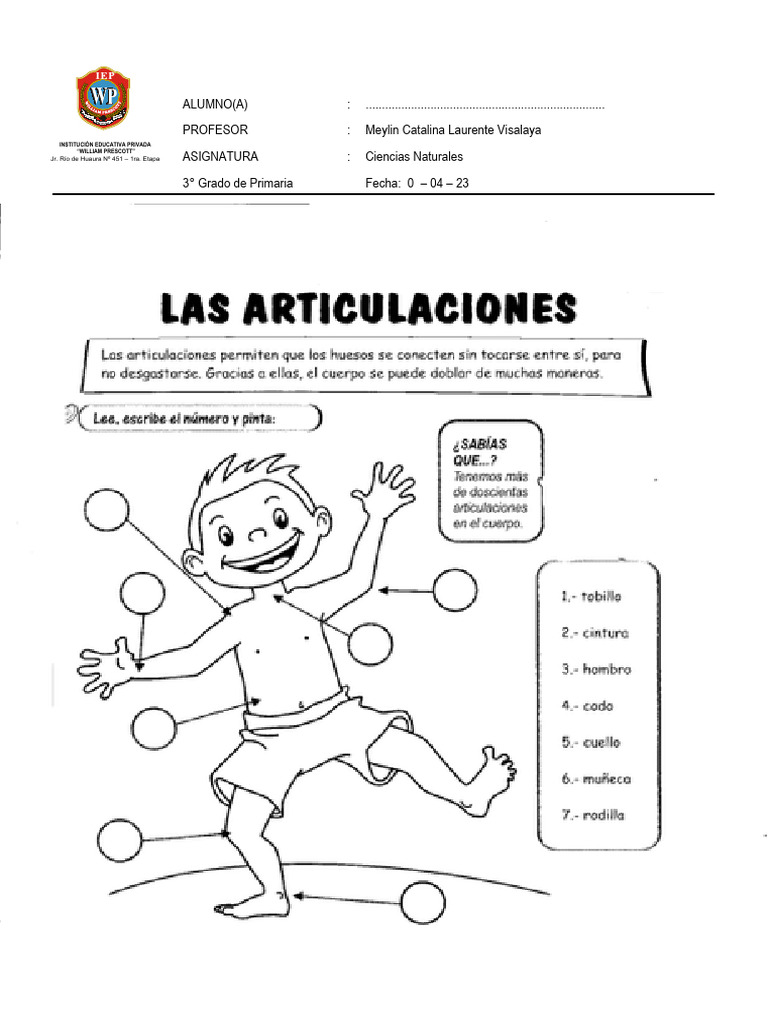 Sistema óseo Ii 3ro Primaria Pdf