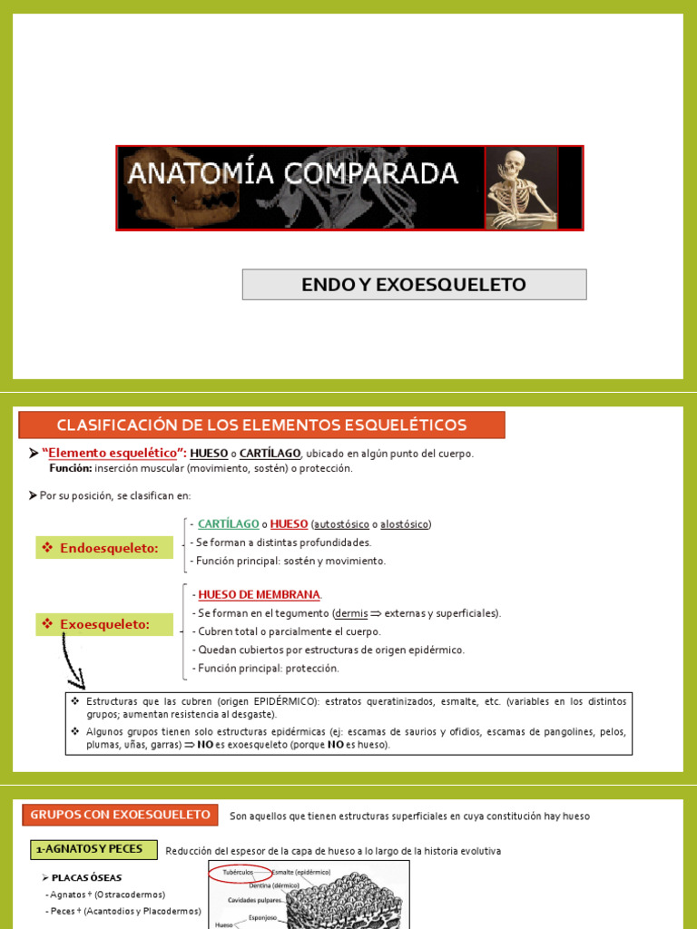 Exo y Endoesqueletos: Clasificación | PDF