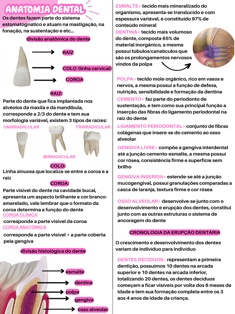 Anatomia Dental | PDF