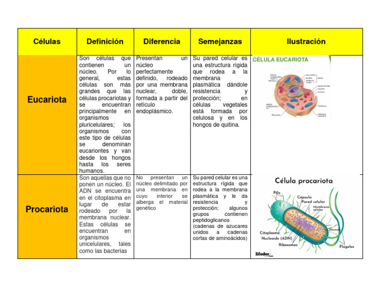 Cuadro Comparativo de Células | PDF