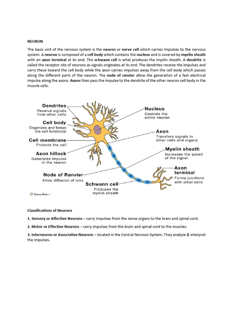 Neurons | PDF
