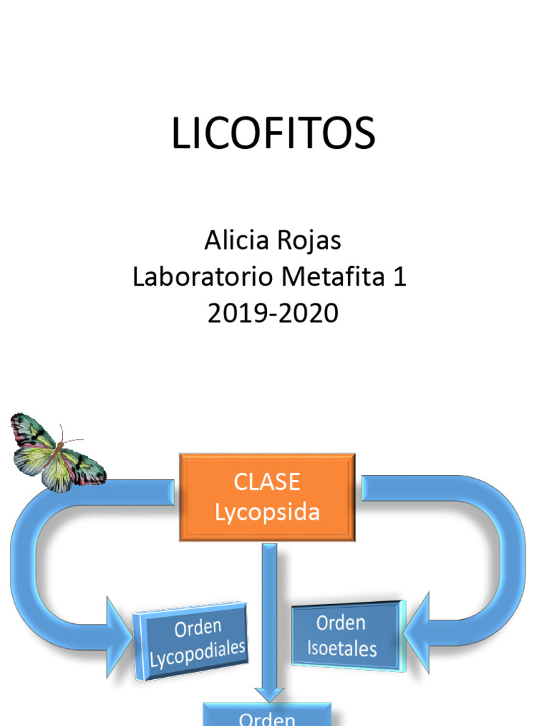 Anatomía y Morfología de Licofitos | PDF | Hoja | Tallo de la planta