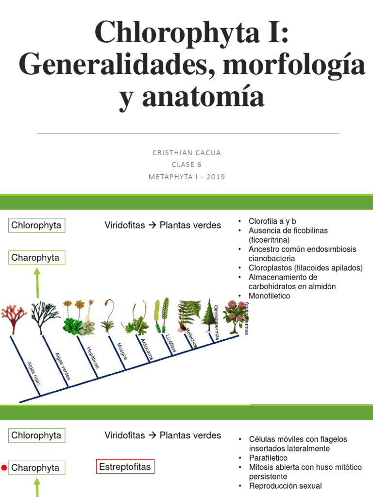 Clase 6 Algas Verdes 1 Pdf Cloroplasto Algas