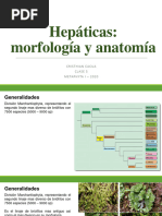 Tallos Modificados - Botánica | PDF | Tallo de la planta | Morfología ...