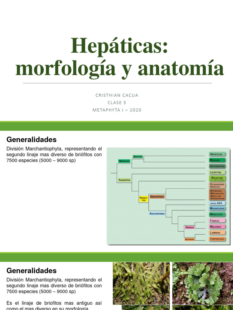 Morfología y Anatomía de Hepáticas | PDF | Anatomía | Morfología Vegetal