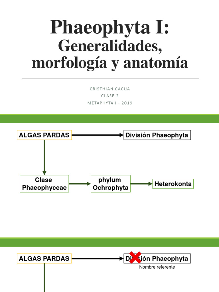 Clase 2 Algas Pardas 1 | PDF | Algas | Organismos