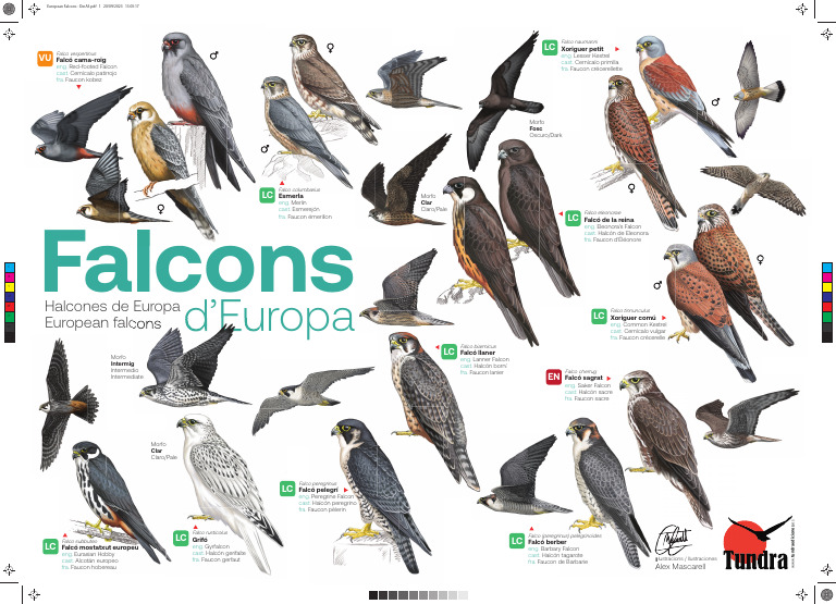 European Falcons - DinA3 | PDF