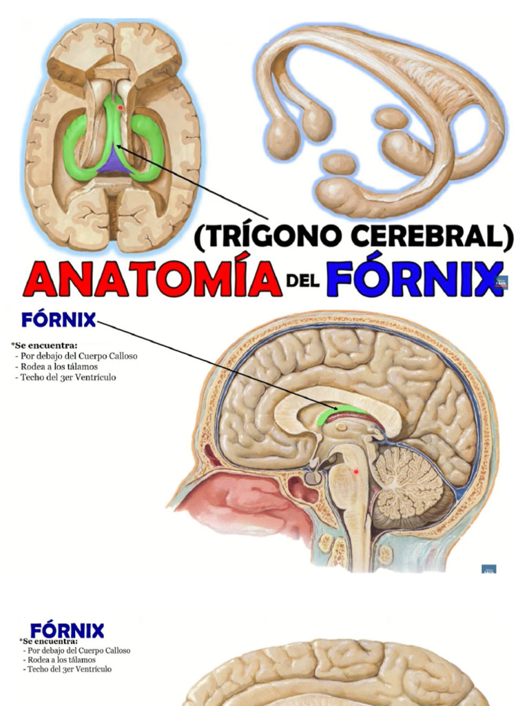 Anatomia Del Fornix | PDF