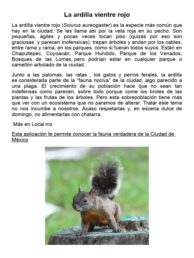 Ardilla Vientre Rojo: Fauna Urbana en CDMX | PDF | Hogar, jardinería y ...