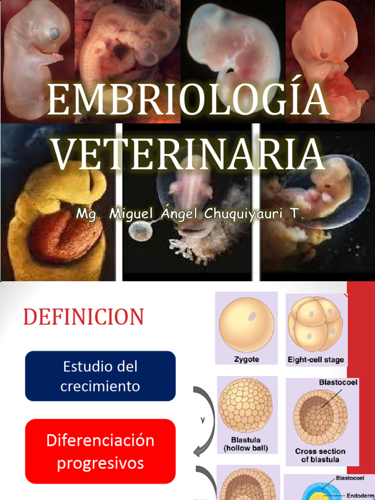 Clase 1 Embriología Veterinaria | PDF