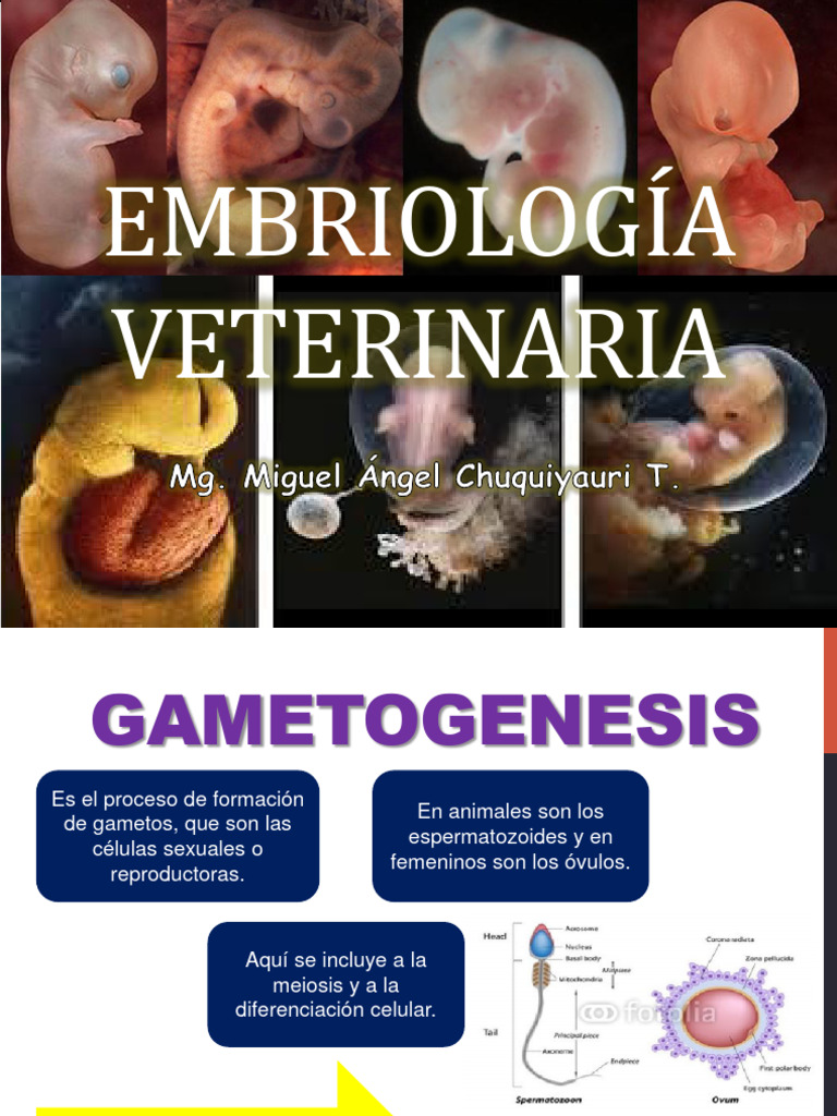Clase 2 Embriologia Gametogenesis | PDF | Mitosis | Sistema endocrino
