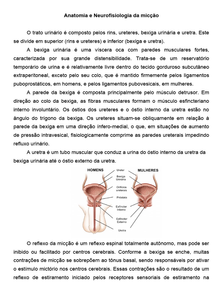 1 Neurofisiologia Da Miccao | PDF | Micção | Neurociência