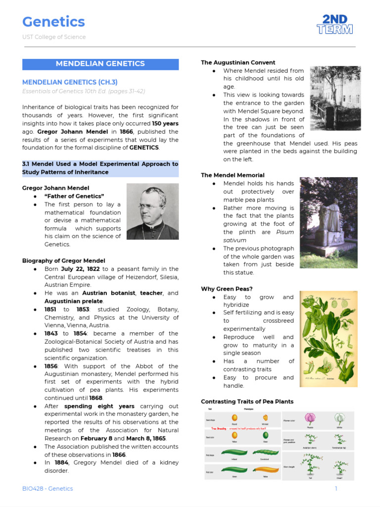 Mendelian Genetics PDF | PDF | Dominance (Genetics) | Genotype