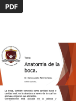 Anatomía de La Cavidad Bucal y La Boca Ilustraciones Con Etiquetas ...