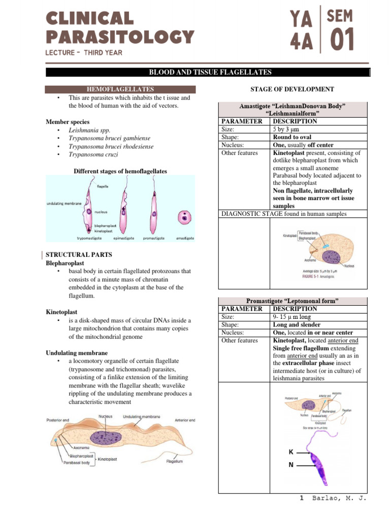 Hemoflagellates: Forms and Stages | PDF | Causes Of Death | Medical ...