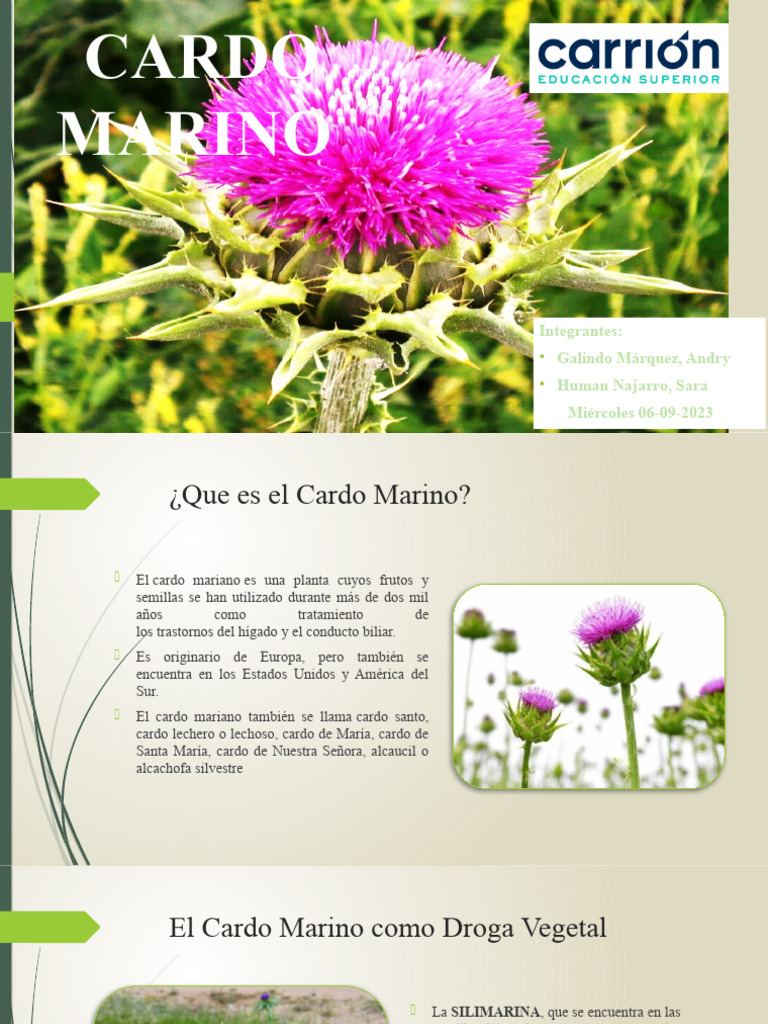 Beneficios y Usos del Cardo Marino | PDF