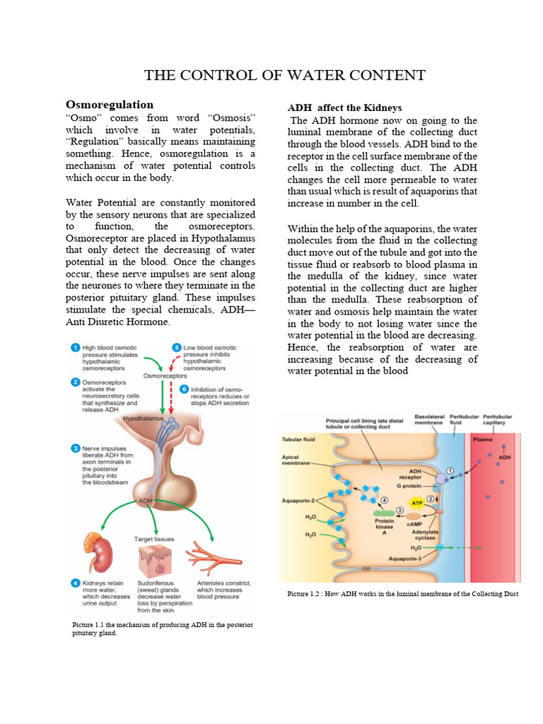 Osmoregulation | PDF